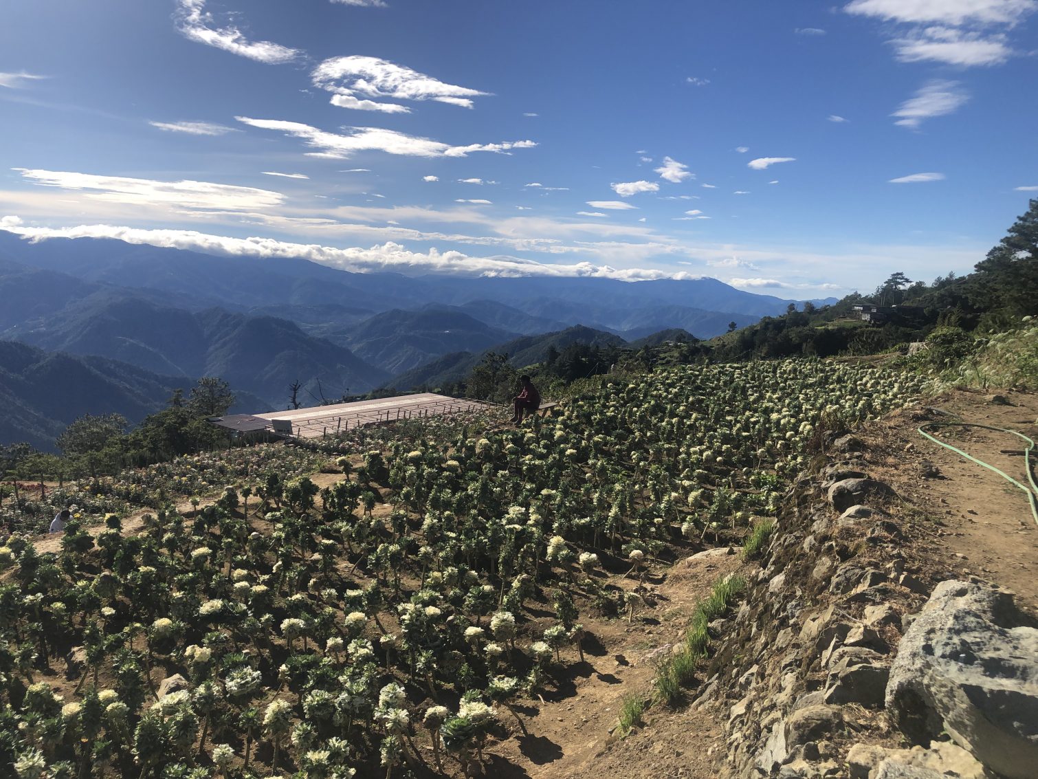 Northern Blossom Flower Farm like a Paradise - Pinay Expat
