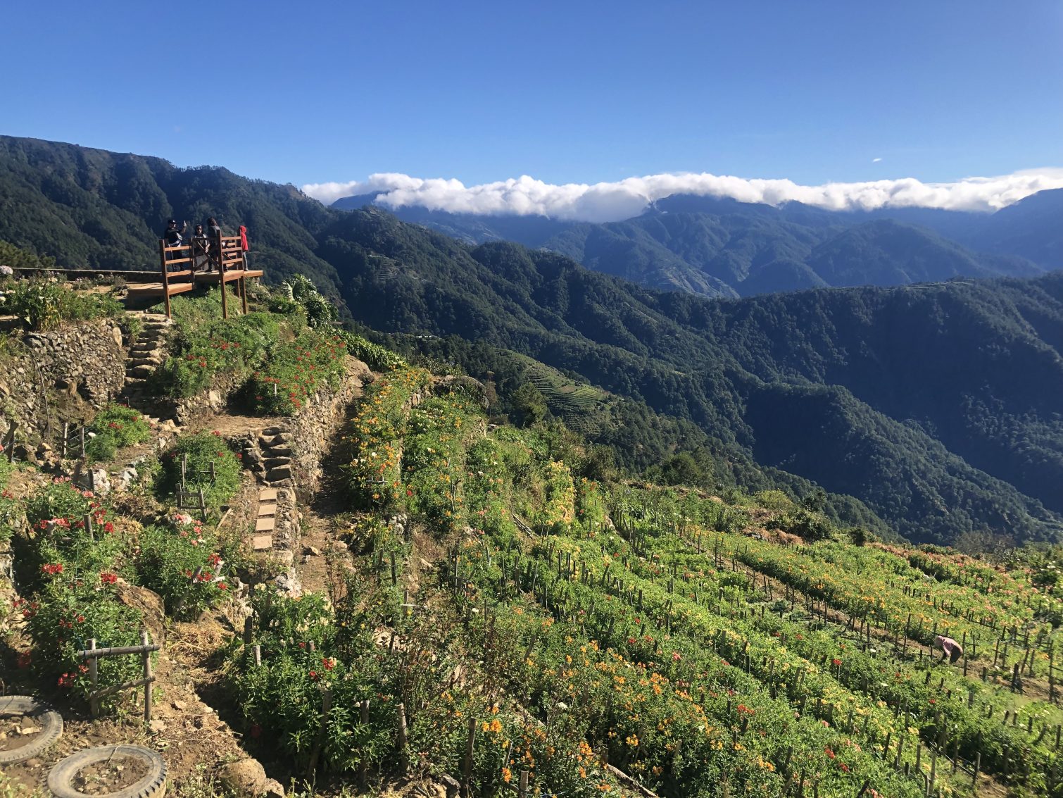 Northern Blossom Flower Farm like a Paradise - Pinay Expat