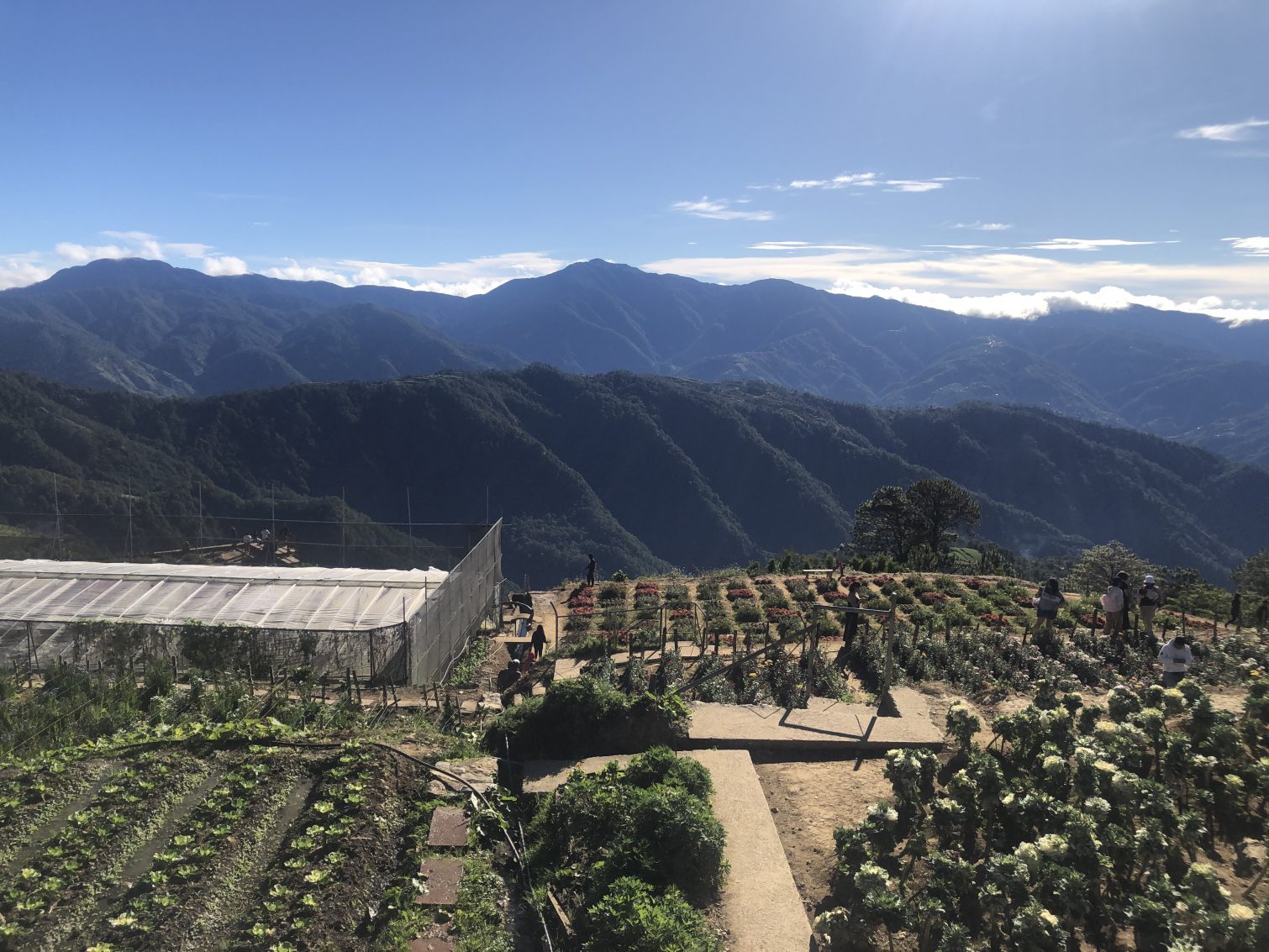 Northern Blossom Flower Farm like a Paradise - Pinay Expat