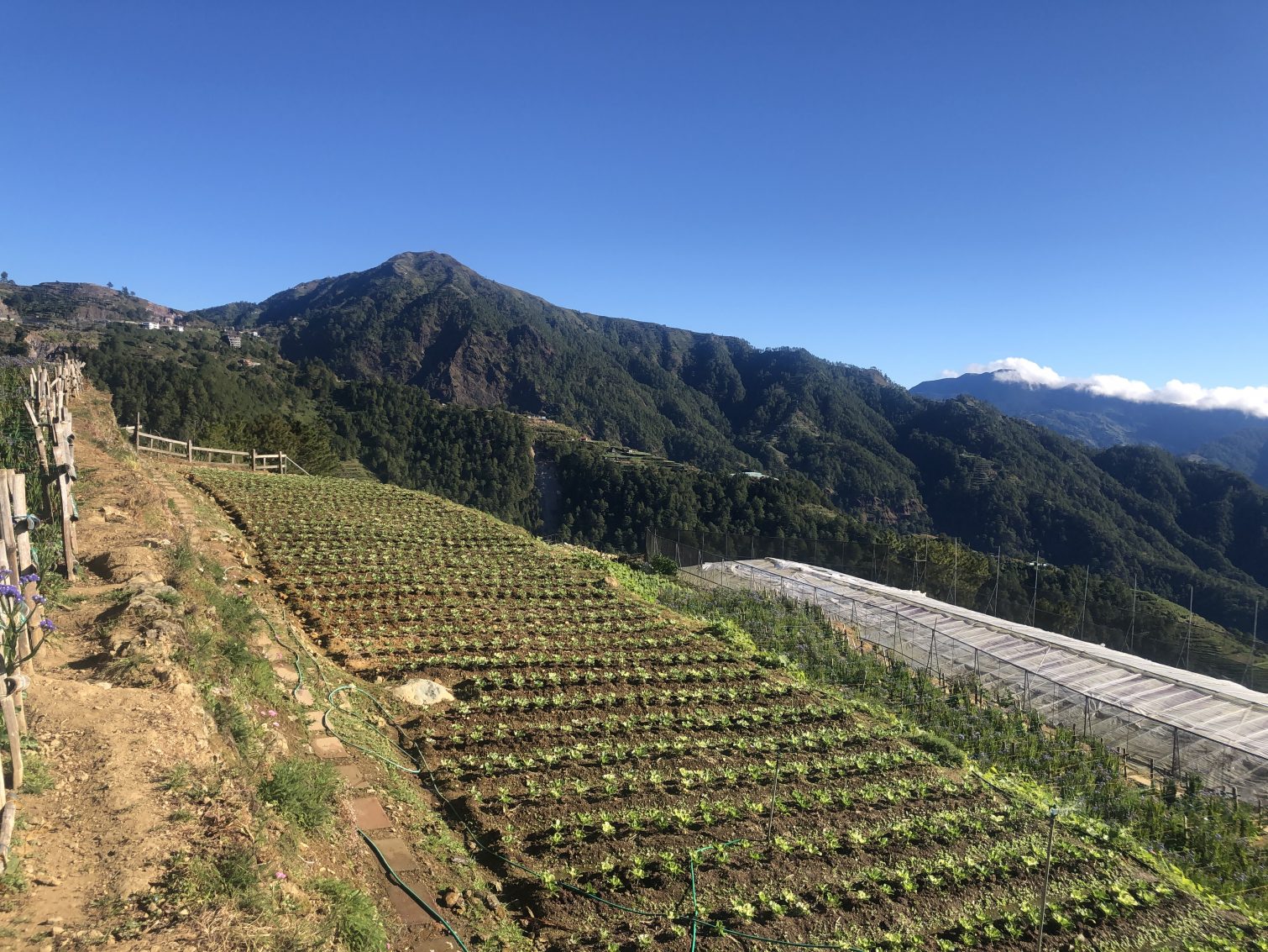 Northern Blossom Flower Farm like a Paradise - Pinay Expat