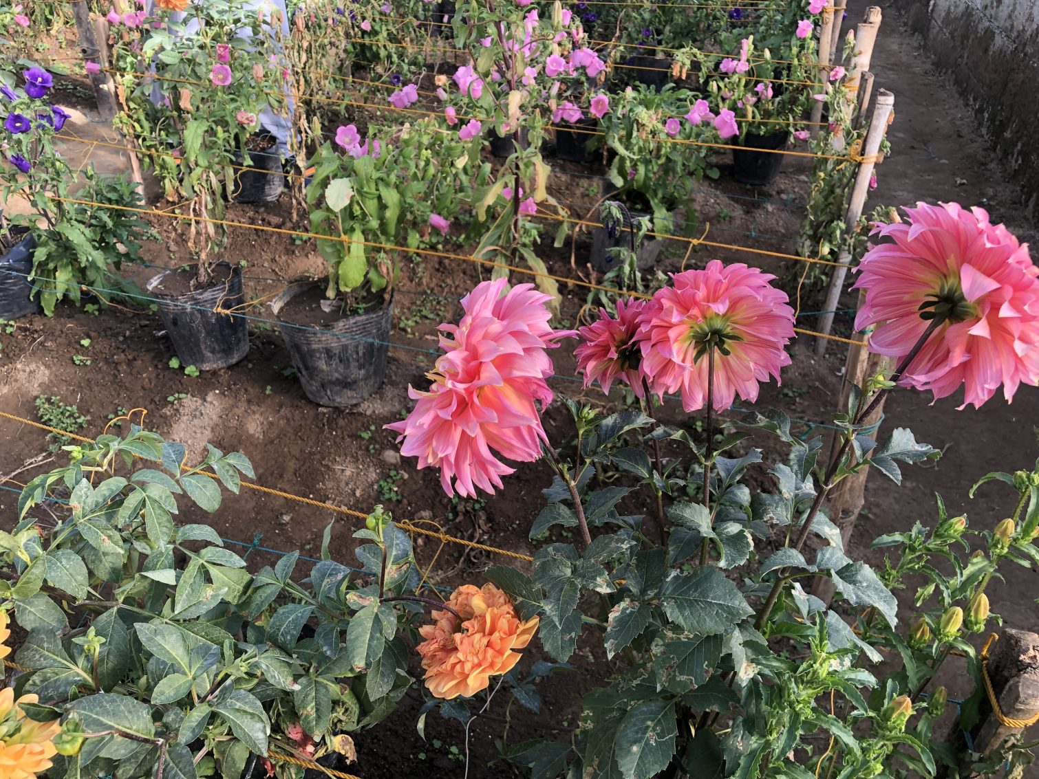 Northern Blossom Flower Farm like a Paradise - Pinay Expat